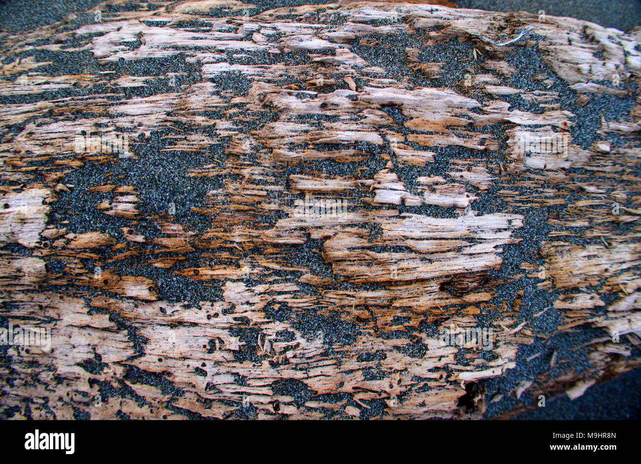 wood tree trunk texture background Stock Photo - Alamy