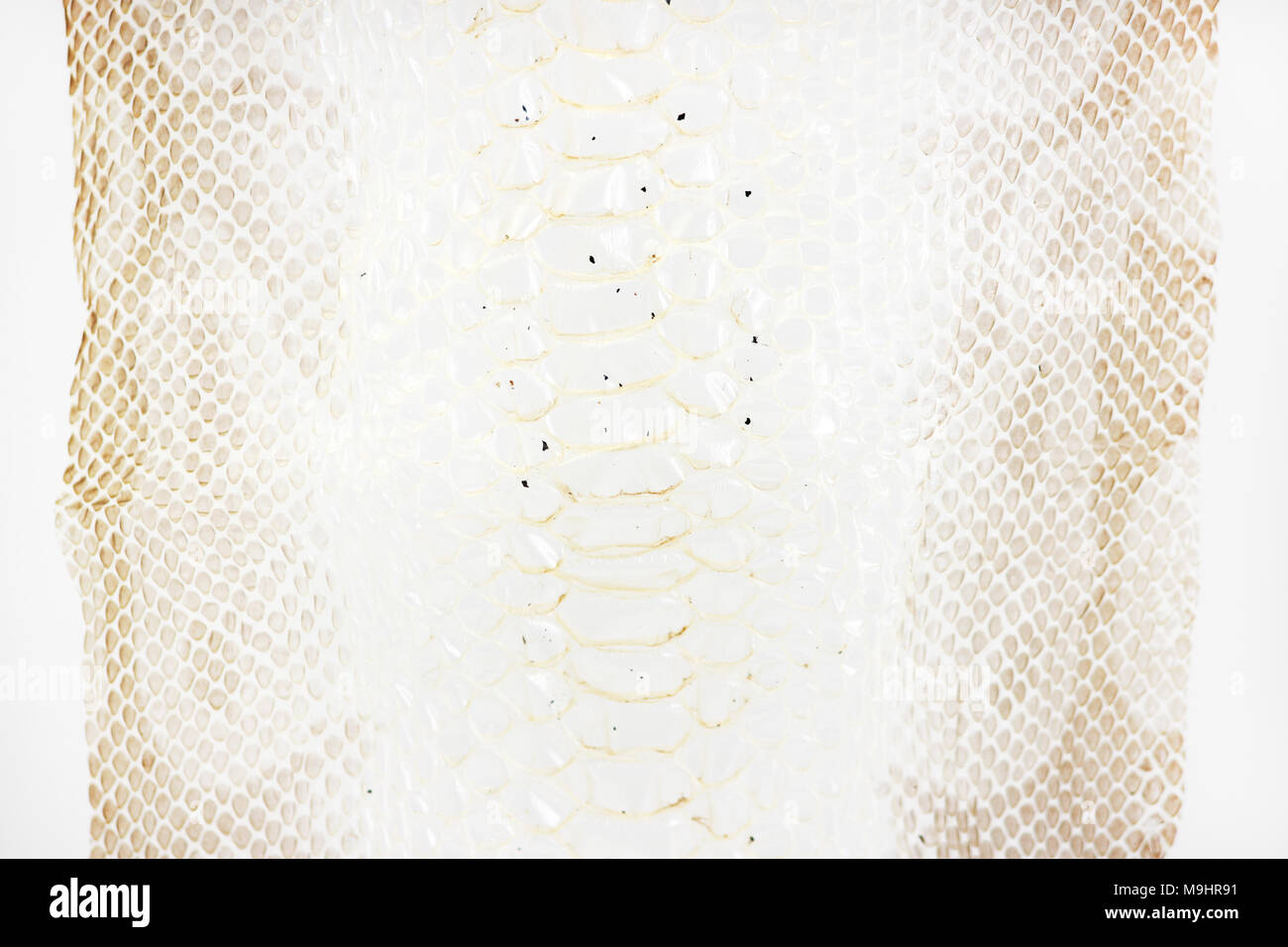 jacket cast-off skin of snake Royal Python on a white background Stock ...