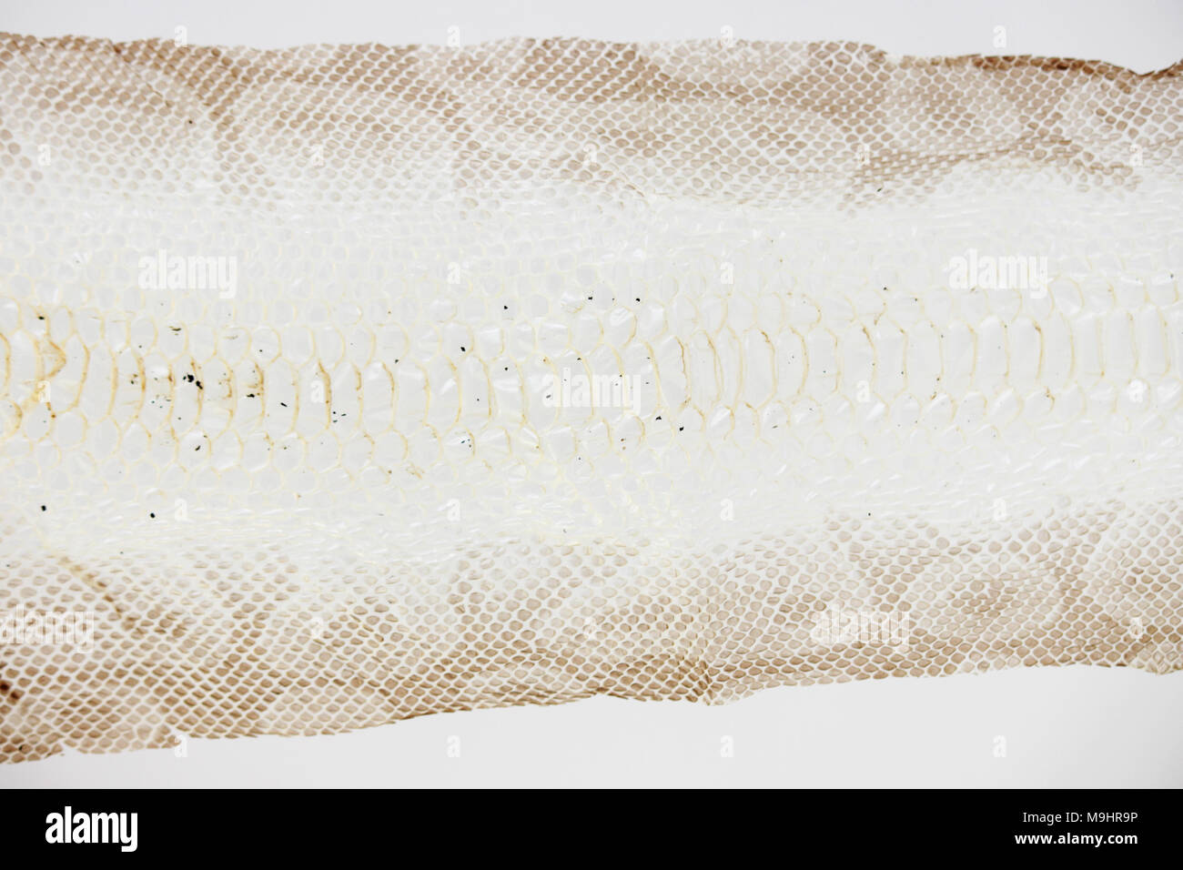 jacket cast-off skin of snake Royal Python on a white background Stock ...