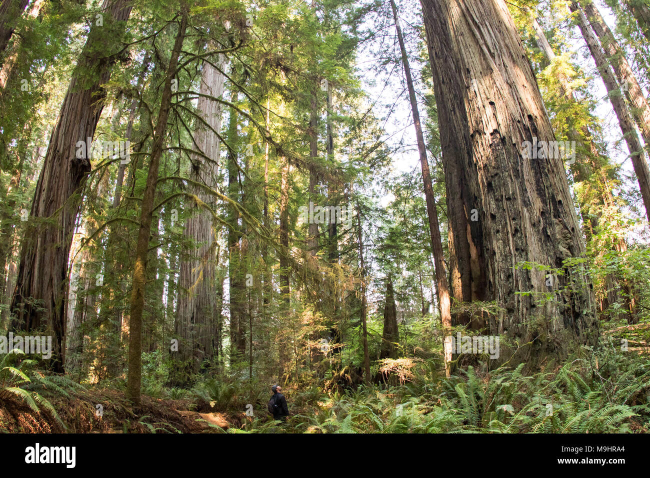 Ewoks hi-res stock photography and images - Alamy