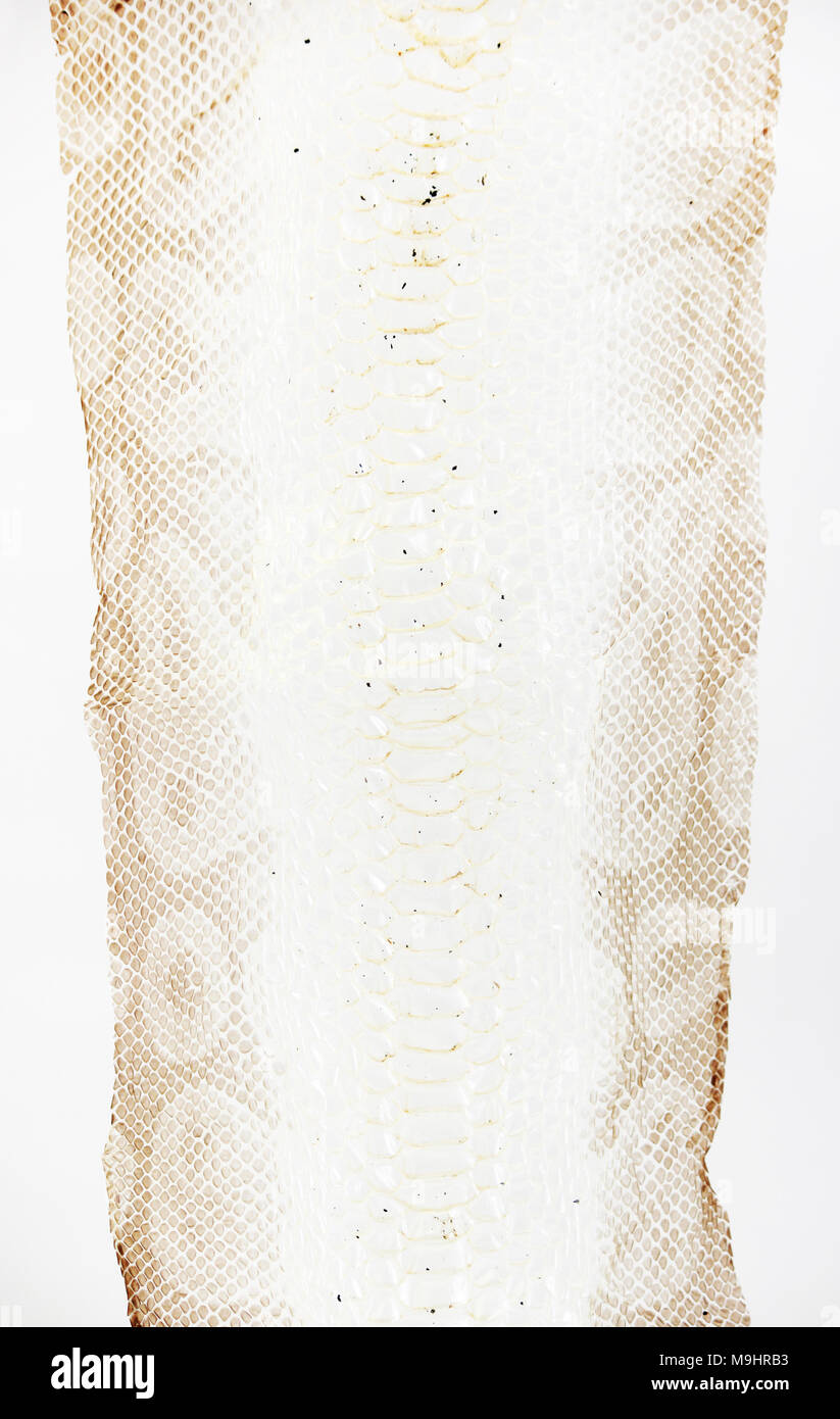 jacket cast-off skin of snake Royal Python on a white background Stock ...