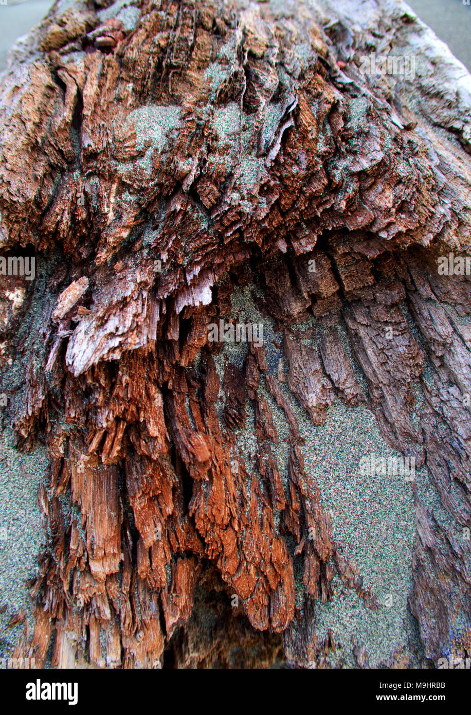 wood tree trunk texture background Stock Photo - Alamy