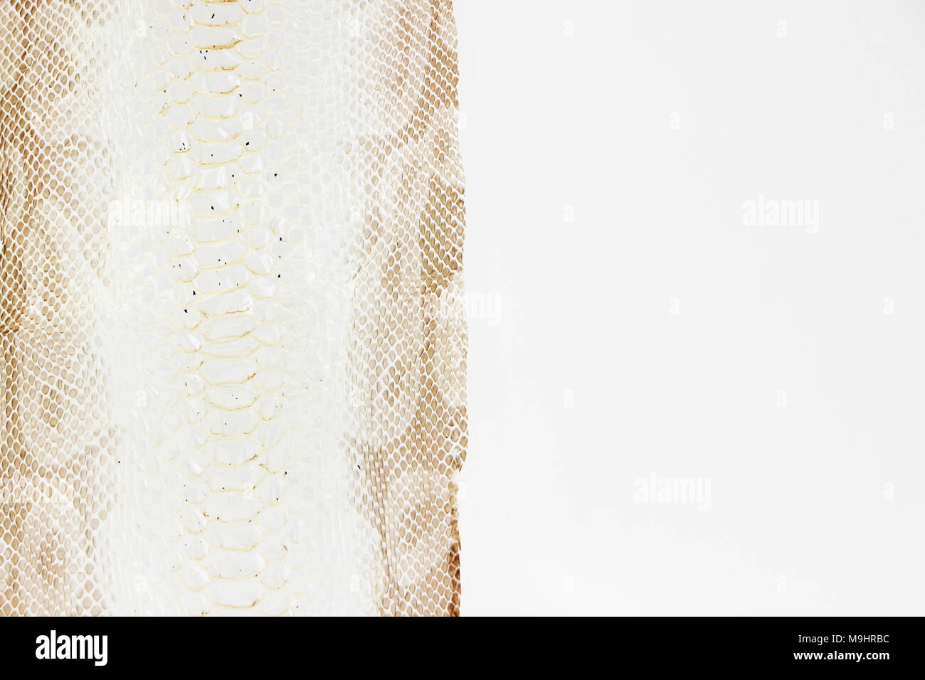 jacket cast-off skin of snake Royal Python on a white background Stock ...