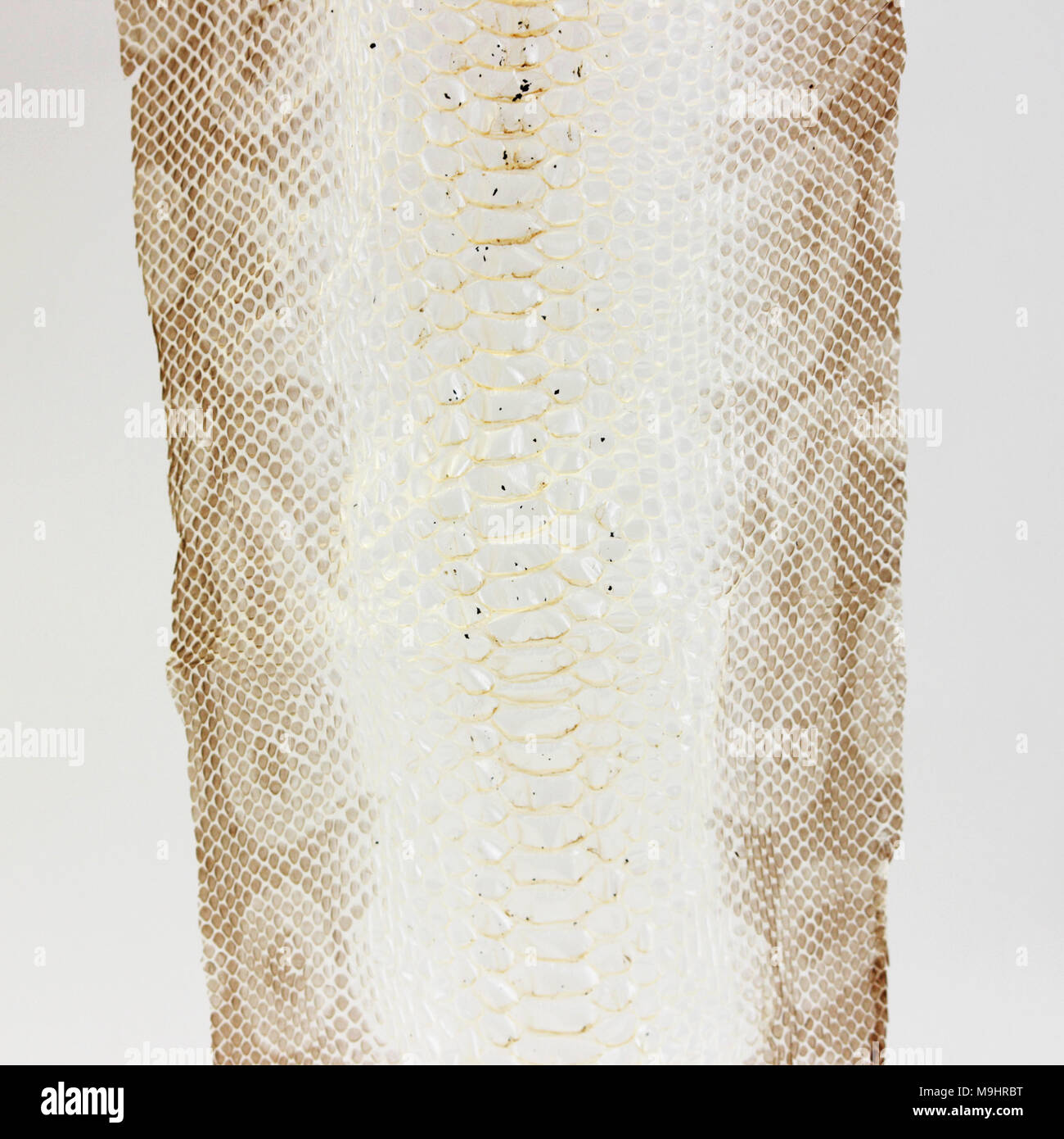 jacket cast-off skin of snake Royal Python on a white background Stock ...