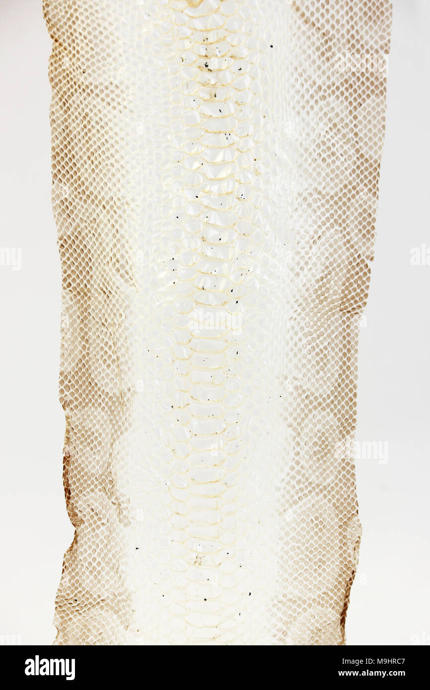jacket cast-off skin of snake Royal Python on a white background Stock ...