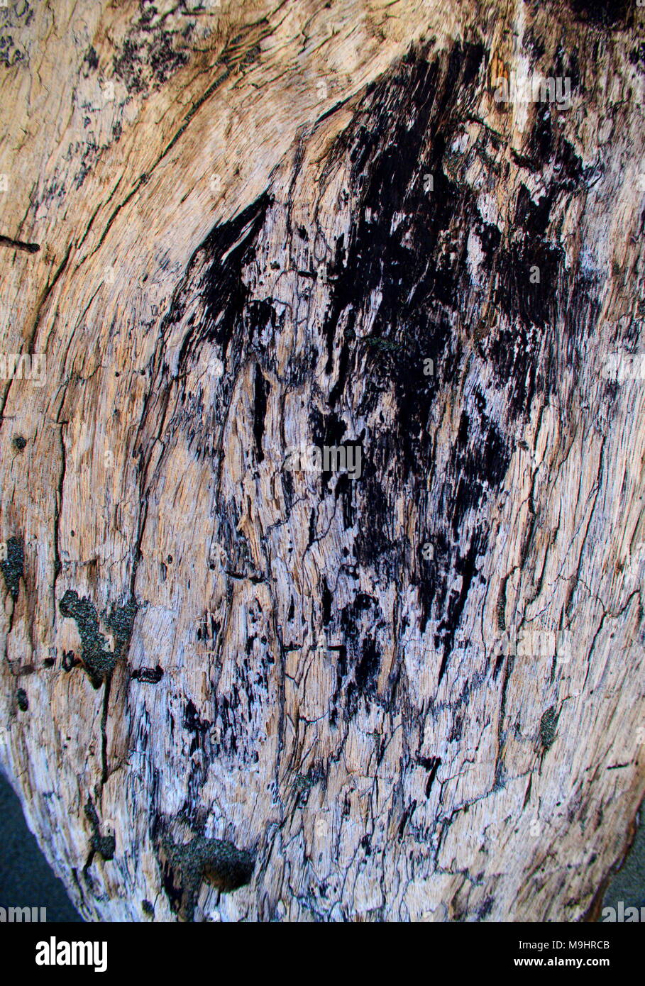 wood tree trunk texture background Stock Photo - Alamy