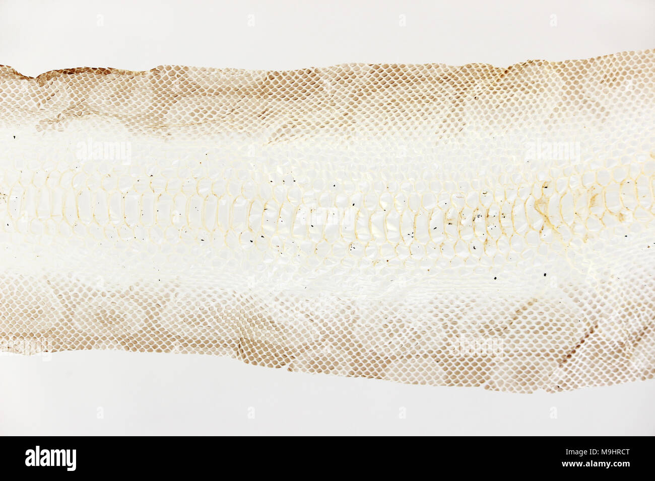 jacket cast-off skin of snake Royal Python on a white background Stock ...