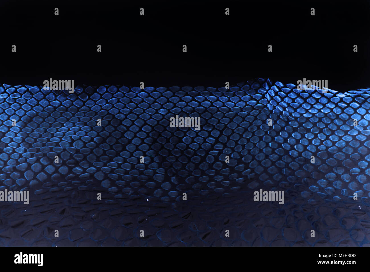 jacket cast-off skin of snake Royal Python on a white background ...