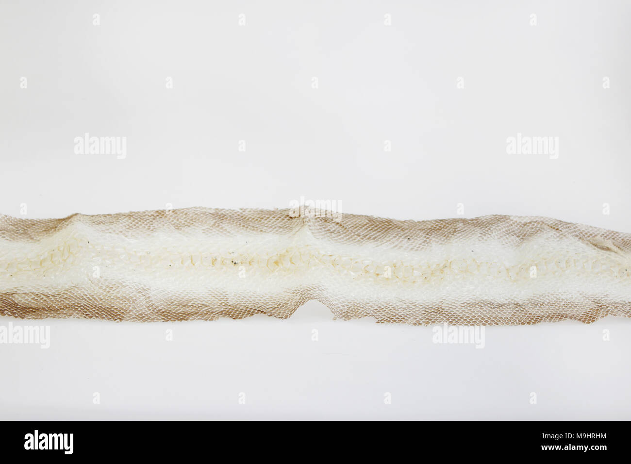 jacket cast-off skin of snake Royal Python on a white background Stock ...