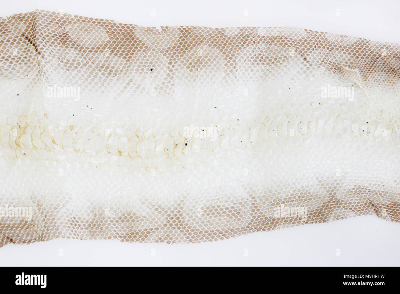 jacket cast-off skin of snake Royal Python on a white background Stock ...