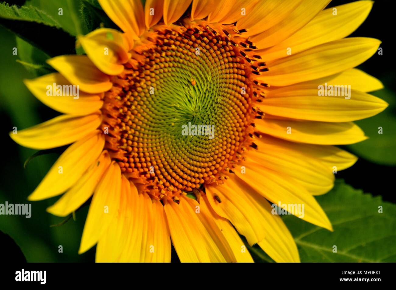India sunflower hi-res stock photography and images - Alamy