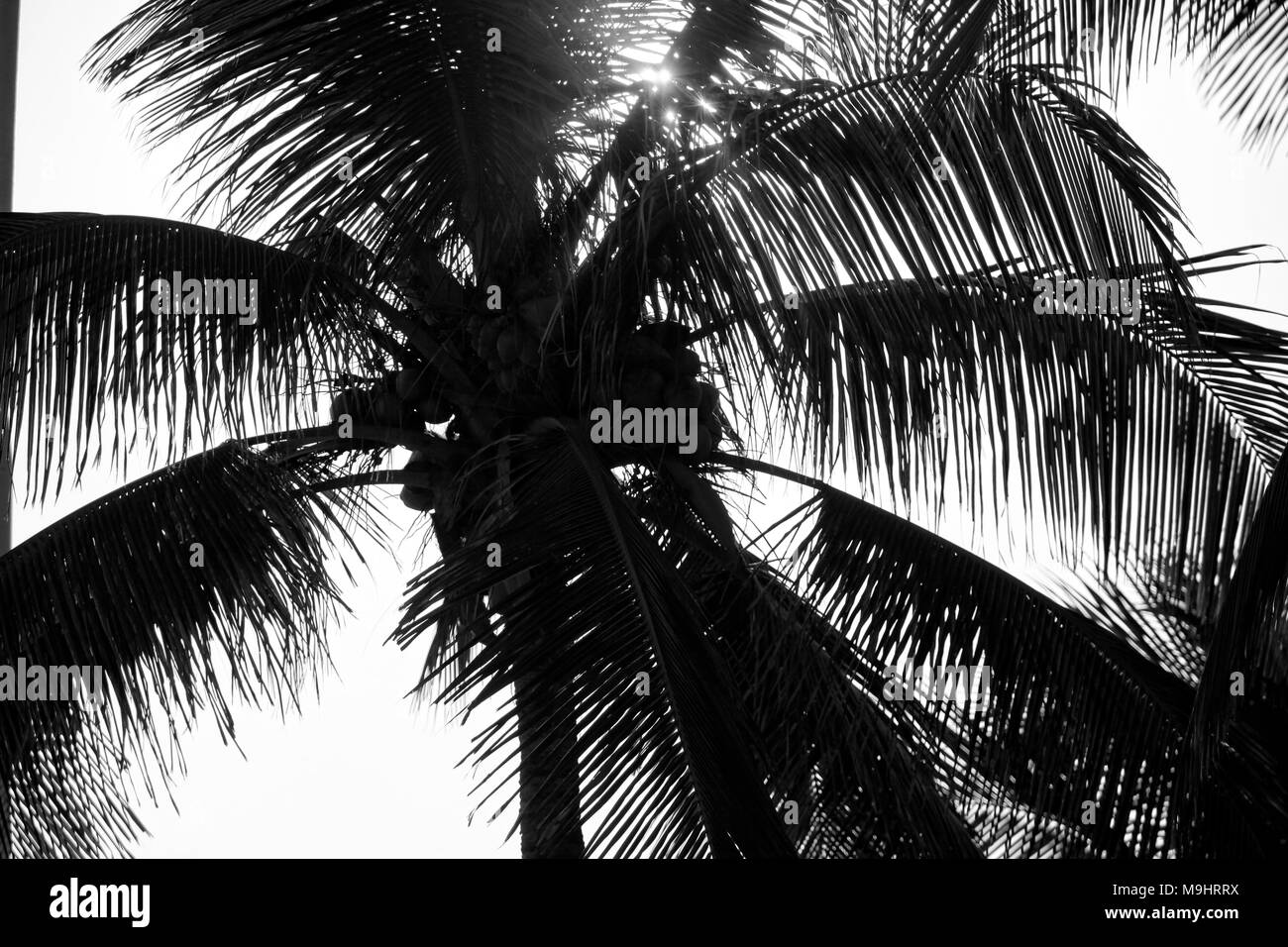 Rio de janeiro christ redeemer Black and White Stock Photos & Images ...