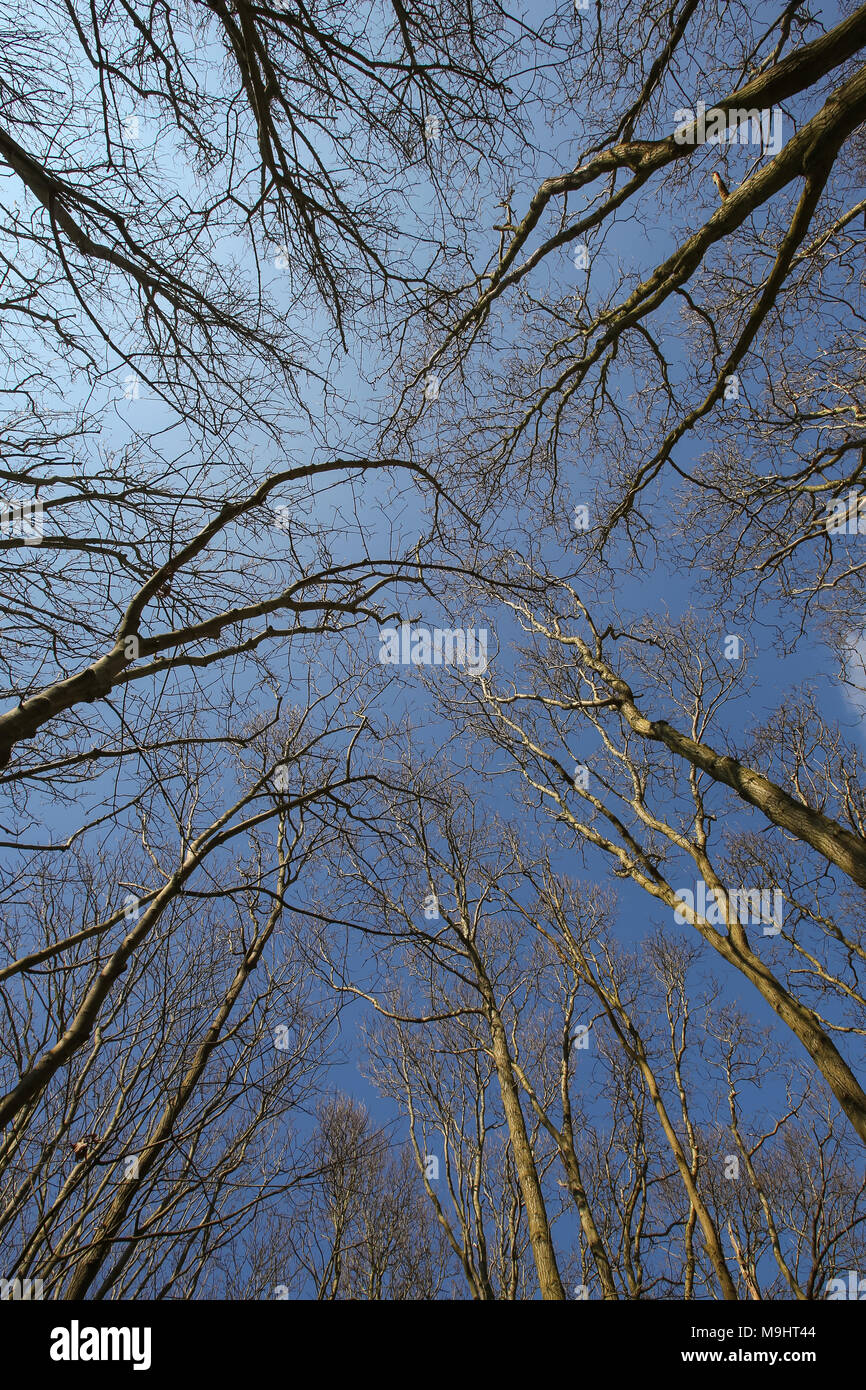 Looking up at winter tree canopy hi-res stock photography and images ...