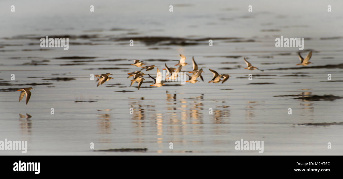 Sandpipers flying over the shallows off Roa Island Stock Photo - Alamy