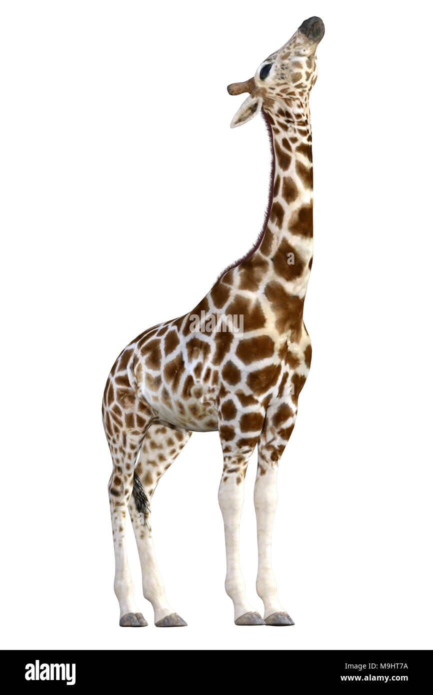 Beautiful Giraffe isolated on white, 3d render Stock Photo - Alamy