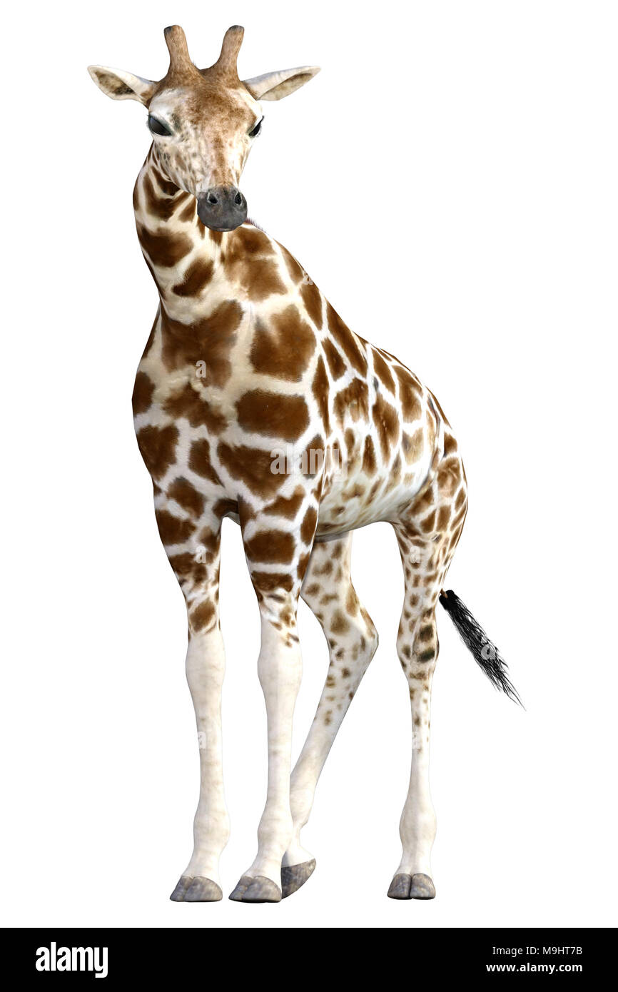 Baby giraffe on white hi-res stock photography and images - Alamy