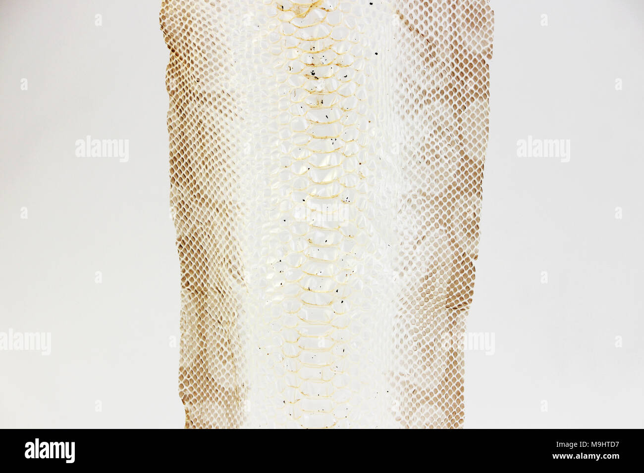 jacket cast-off skin of snake Royal Python on a white background Stock ...