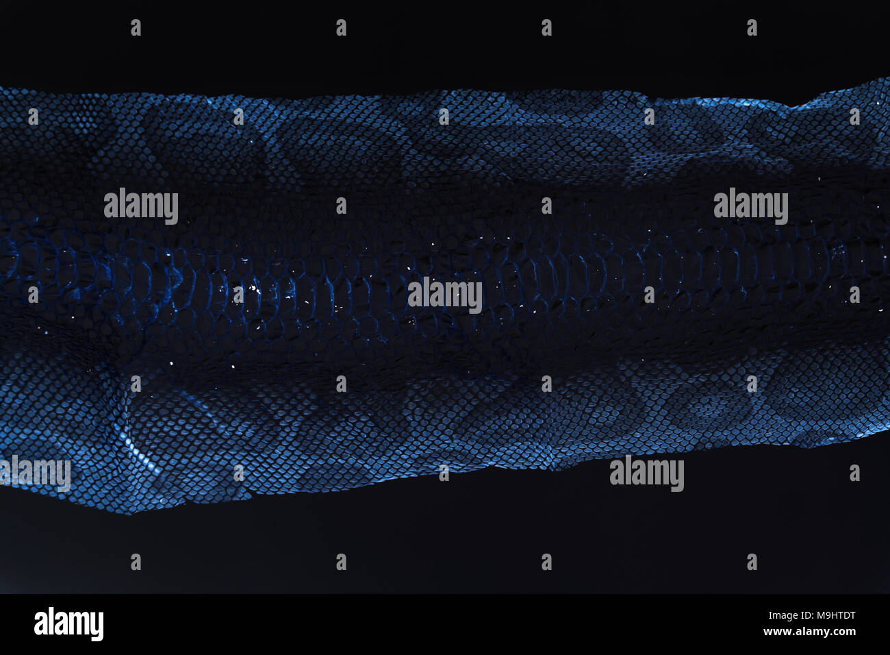 jacket cast-off skin of snake Royal Python on a white background ...