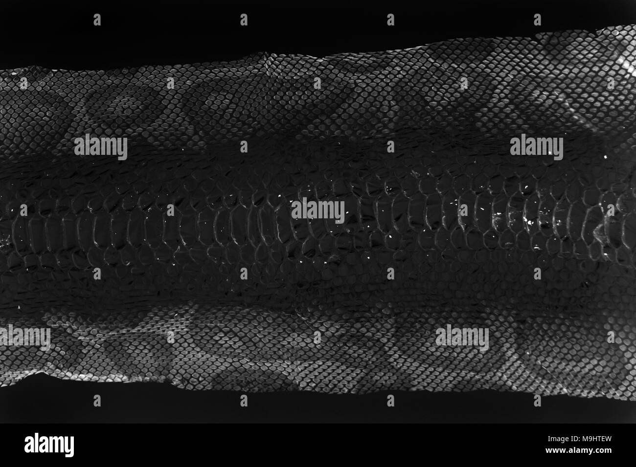 Royal python skin Black and White Stock Photos & Images - Alamy