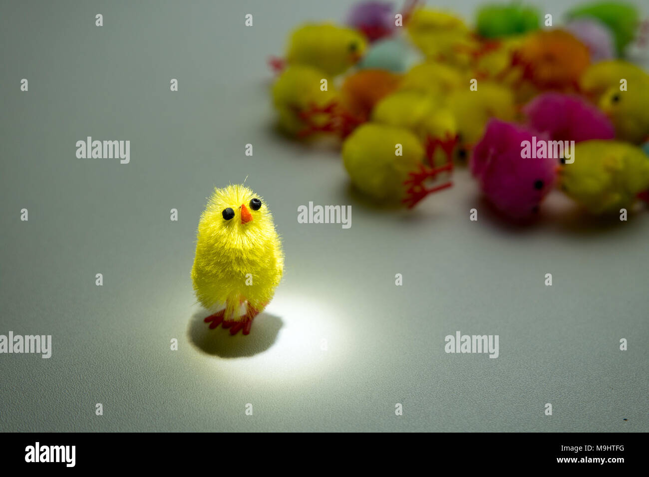 Chicken chicks uk spring hi-res stock photography and images - Alamy