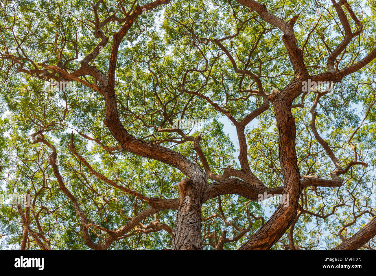 patten of branch Big Samanea saman tree Stock Photo - Alamy