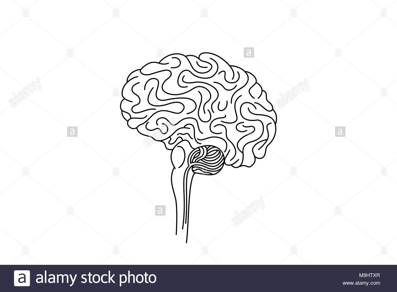 Brain Stem High Resolution Stock Photography and Images - Alamy