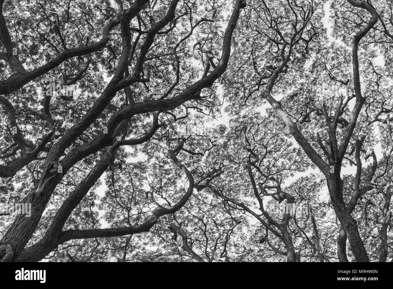 patten of branch Big Samanea saman tree in black and white tone Stock ...