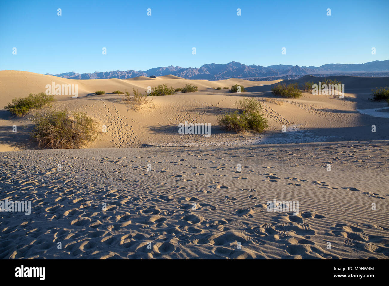 Soft, golden sand of Mesquite Flat Sand Dunes is disturbed by many ...