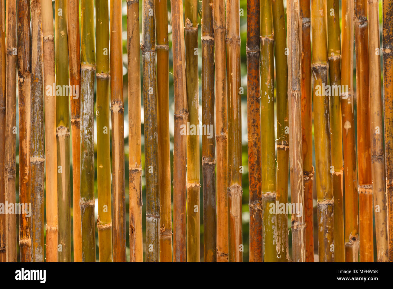 Bamboo fence texture Stock Photo - Alamy