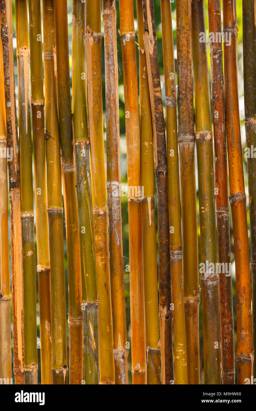 Bamboo fence texture hi-res stock photography and images - Alamy