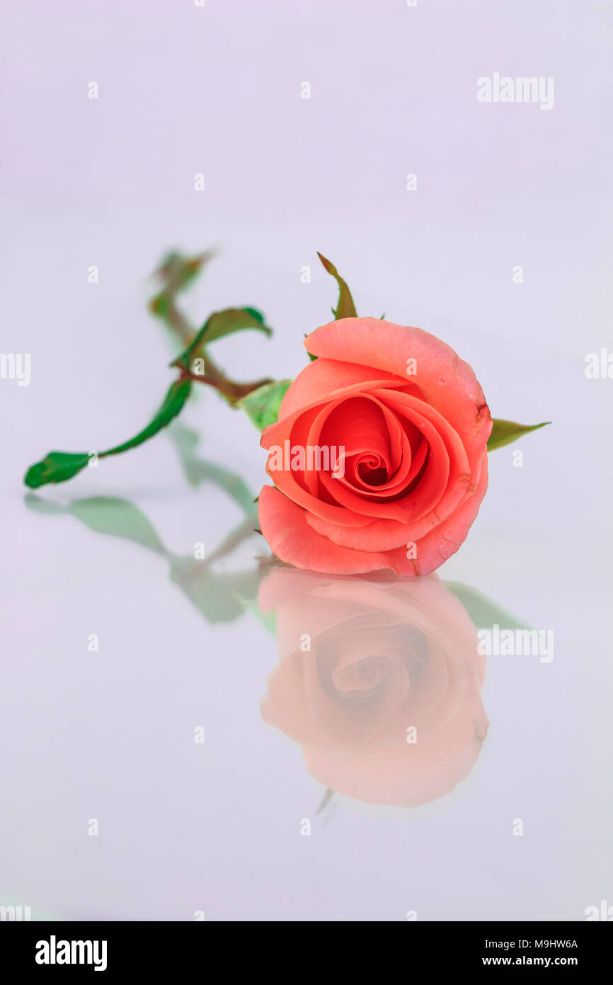Pink rose isolated with shadow horizontally Stock Photo - Alamy