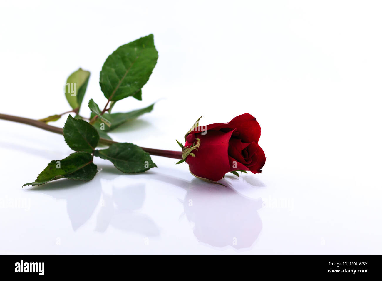 red rose isolated with shadow horizontally Stock Photo - Alamy