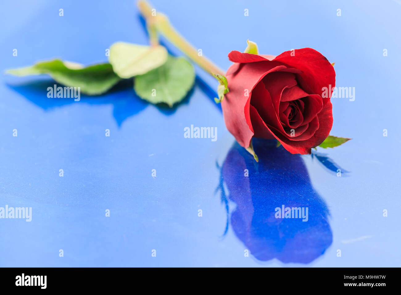red rose with shadow horizontally Stock Photo - Alamy