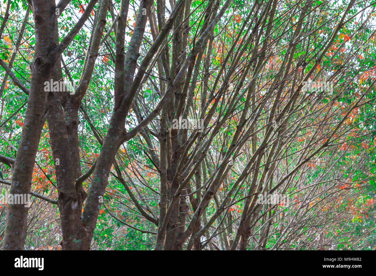 Rubber tree hi-res stock photography and images - Alamy