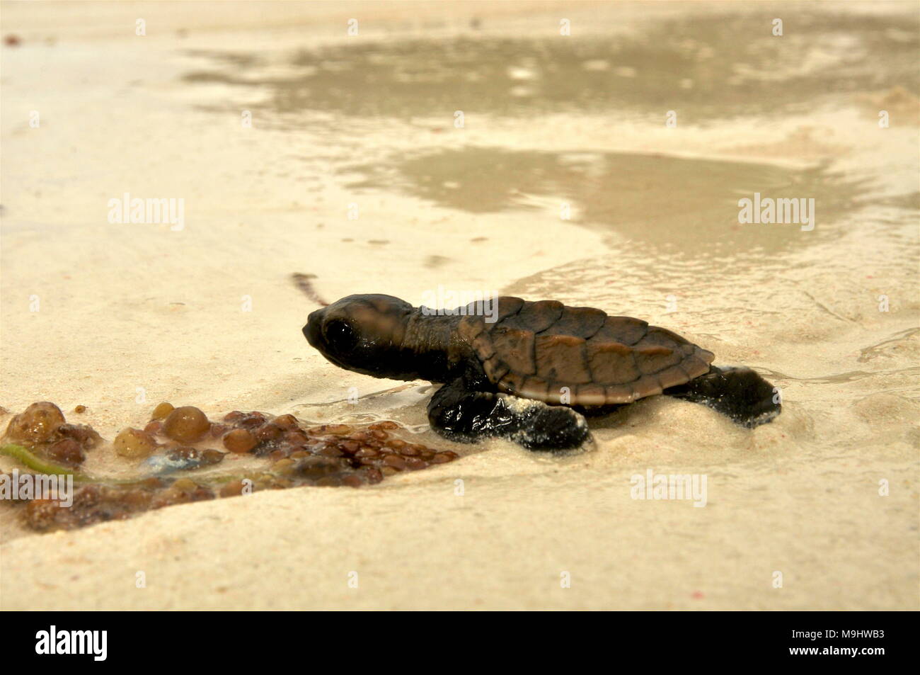 Hawksbill hatchling hi-res stock photography and images - Alamy