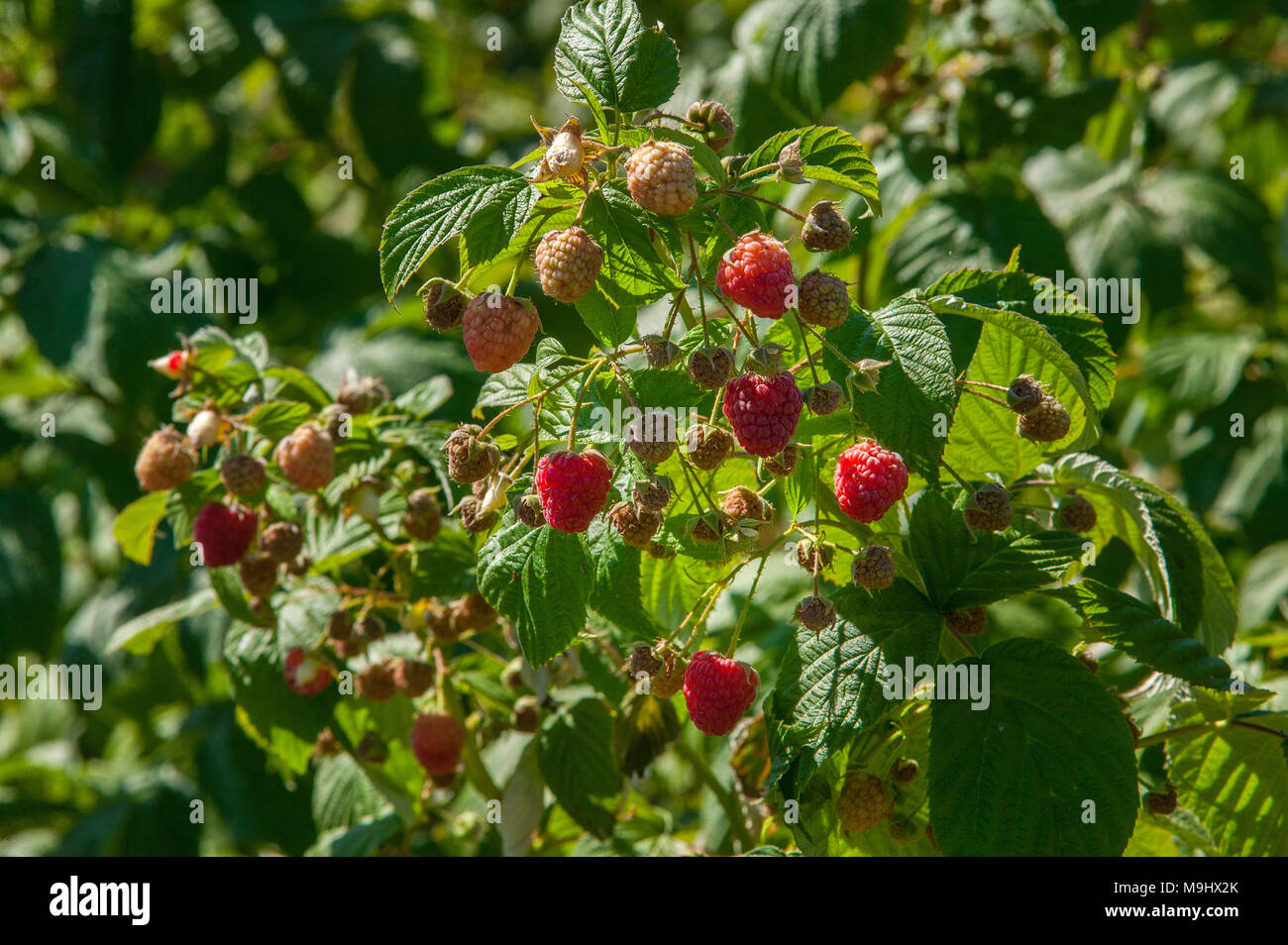 Rasberry plant hi-res stock photography and images - Alamy