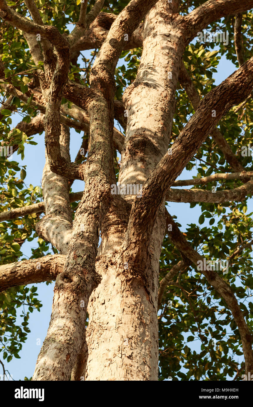 Big rubber tree (Dipterocarpus alatus) with green leaves Stock Photo ...