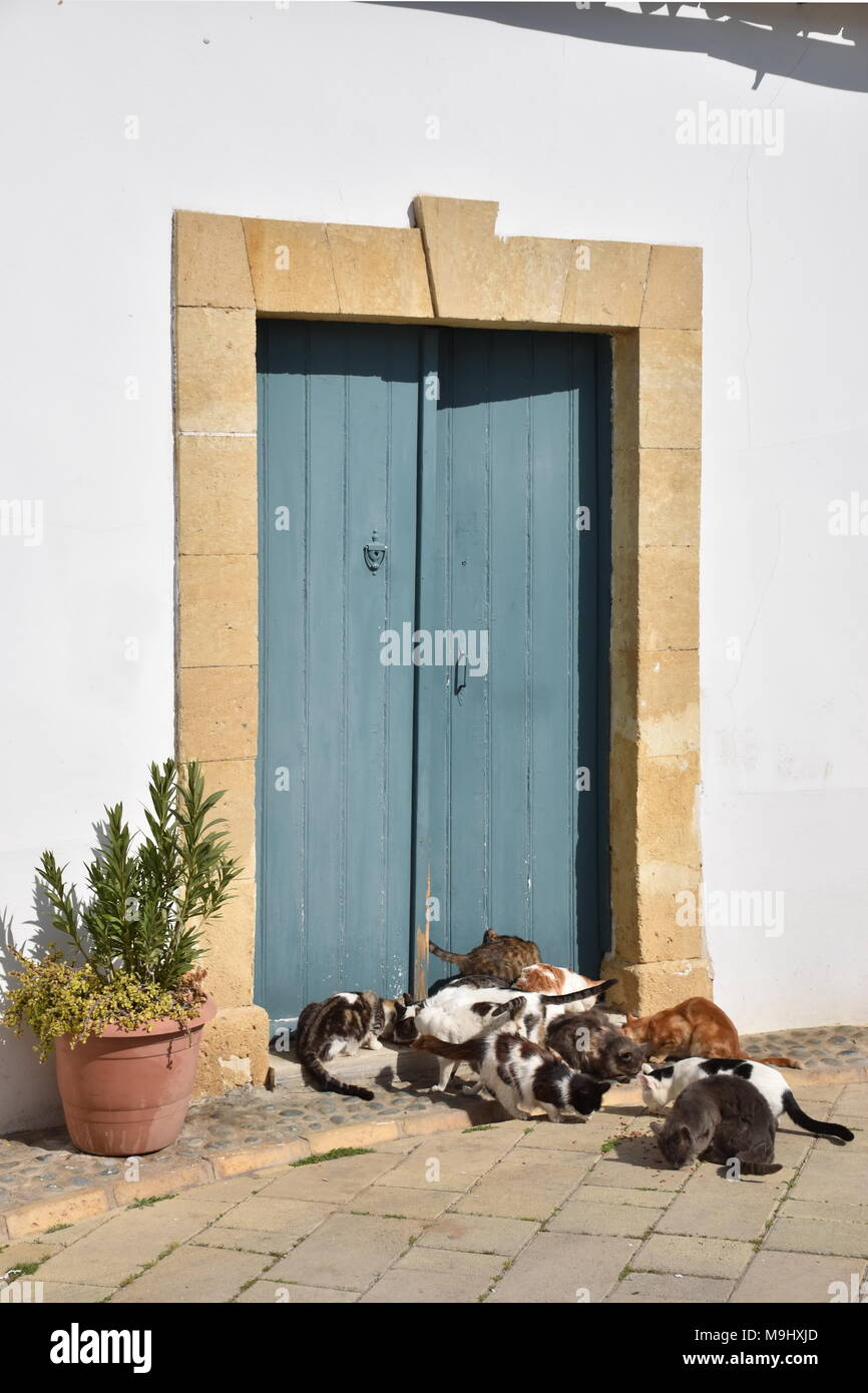 Building of cats house hi-res stock photography and images - Alamy