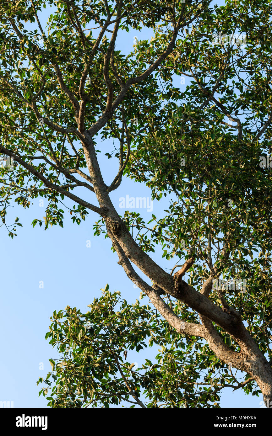 Big green tree under sunshine Stock Photo - Alamy
