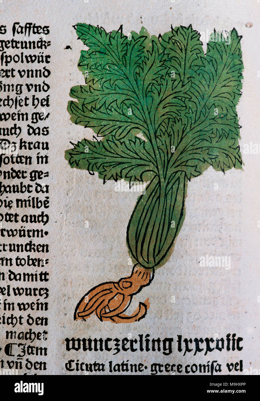 The hortus sanitatis hi-res stock photography and images - Alamy