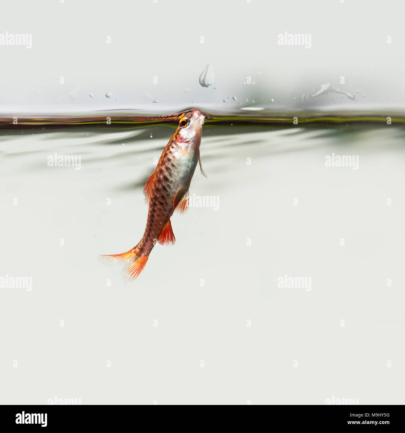 Air breathing fish hi-res stock photography and images - Alamy