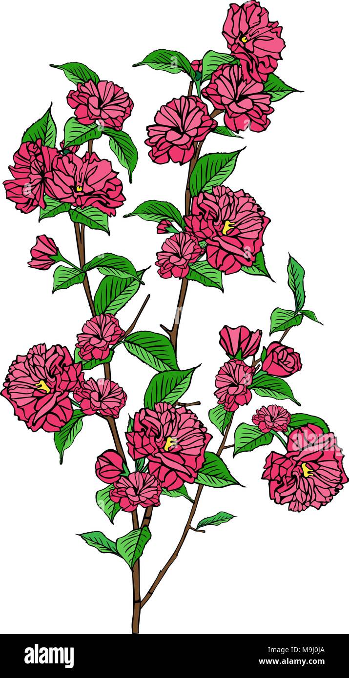 Branch wild cherry flowers Stock Vector Images - Alamy