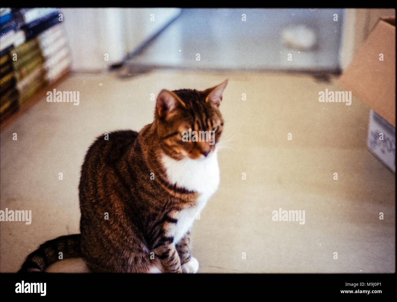 imperfect color film scan from old analog camera with dust and ...
