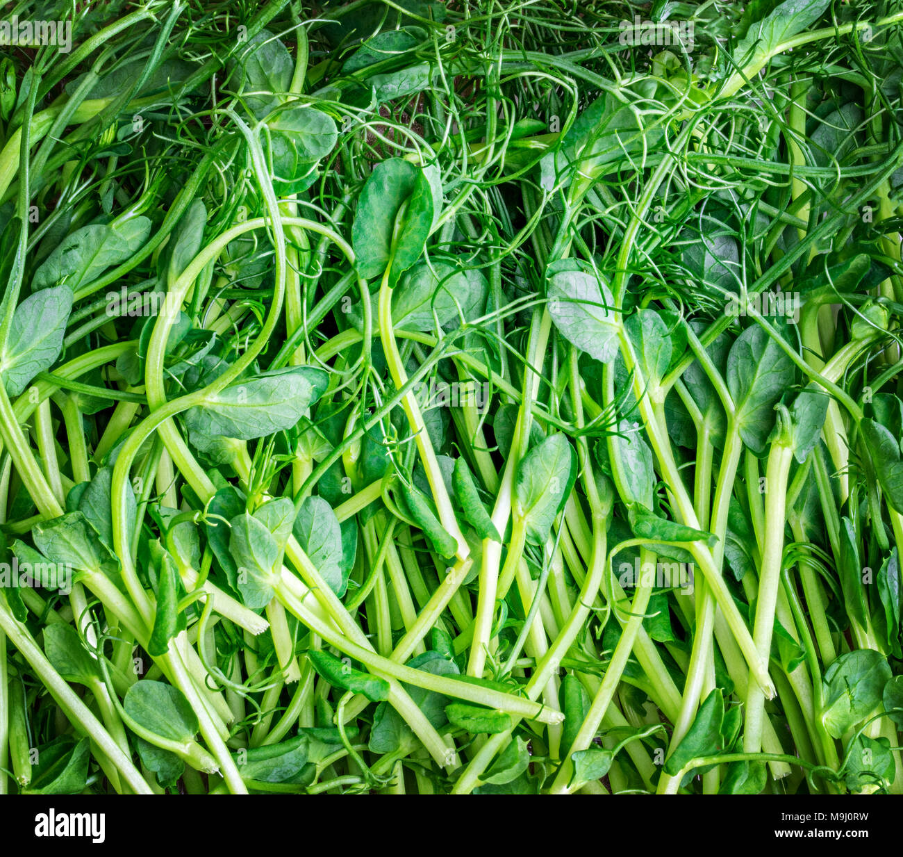 Young red radish microgreens hi-res stock photography and images - Alamy