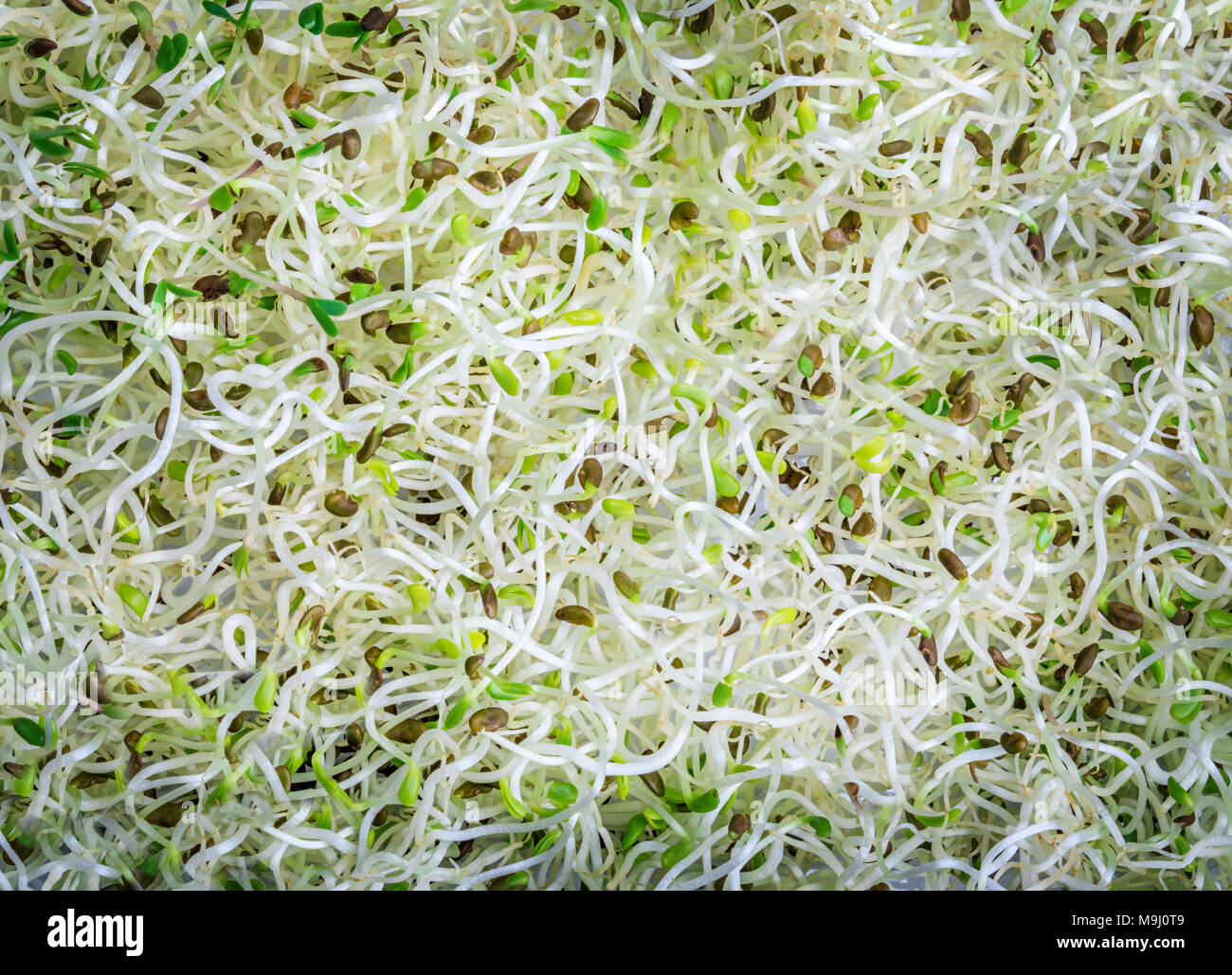 Sprouts microgreens red cabbage hi-res stock photography and images - Alamy