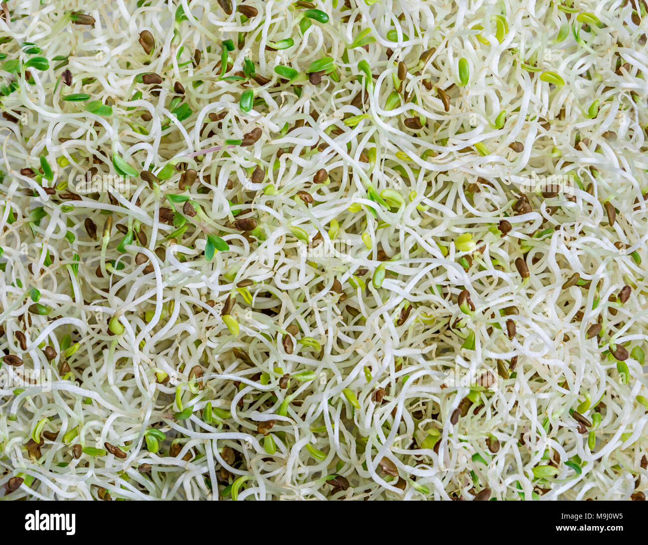 Sprouts microgreens red cabbage hi-res stock photography and images - Alamy