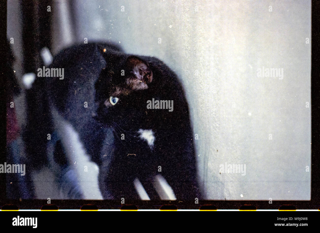 imperfect color film scan from old analog camera with dust and ...