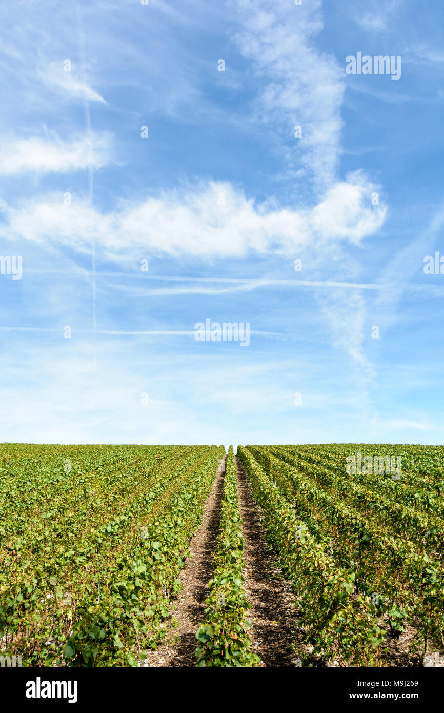 Vineyard plot hi-res stock photography and images - Alamy