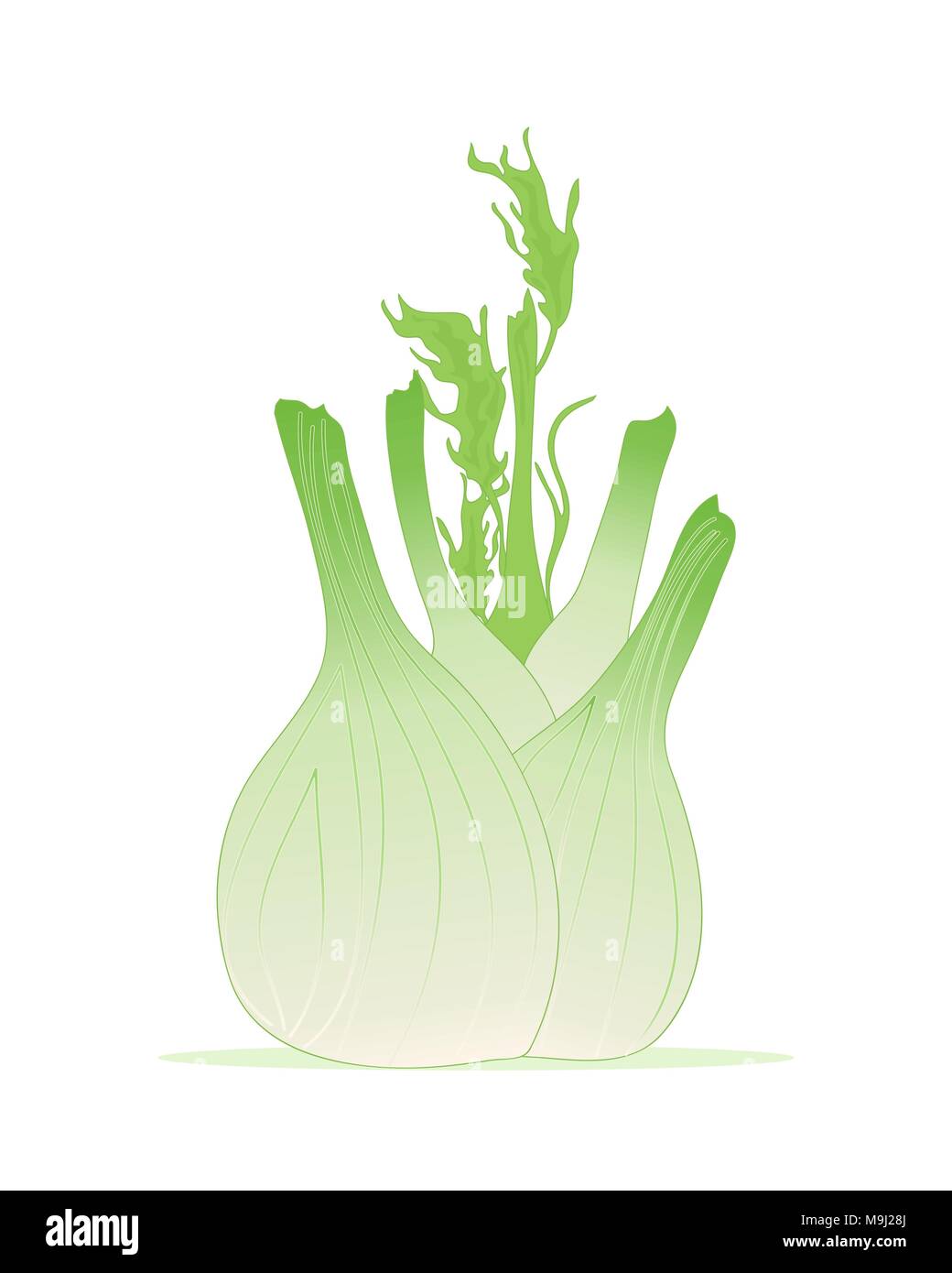 Fennel growing bulb Stock Vector Images - Alamy