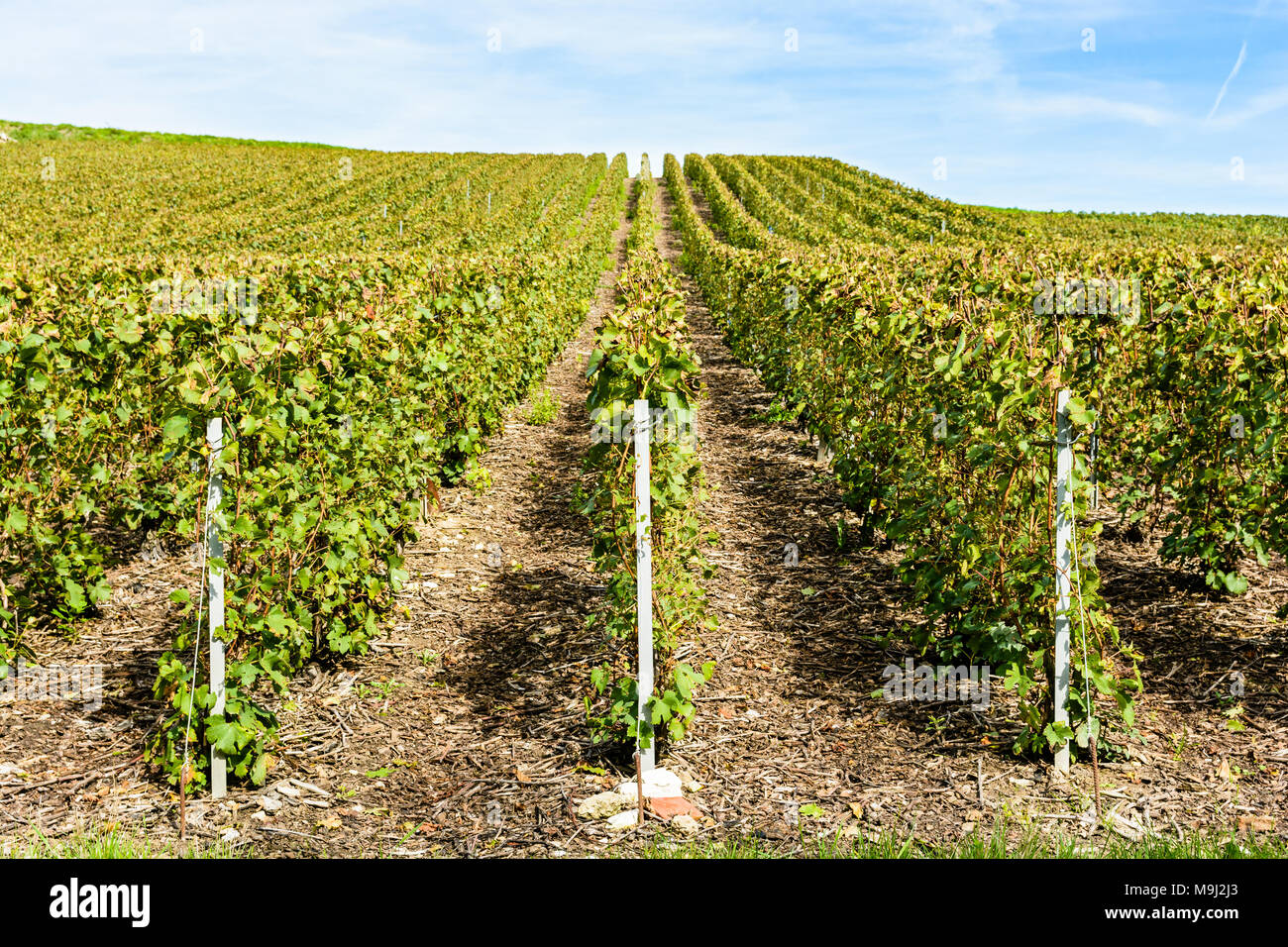Canopy management hi-res stock photography and images - Alamy